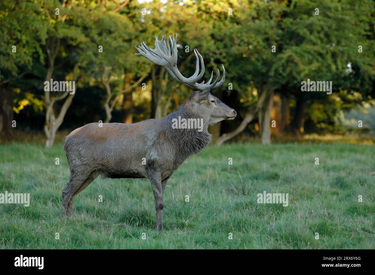 Großer Rotwild mit großem Geweih nähert sich der Rute im Dyrehavn ...