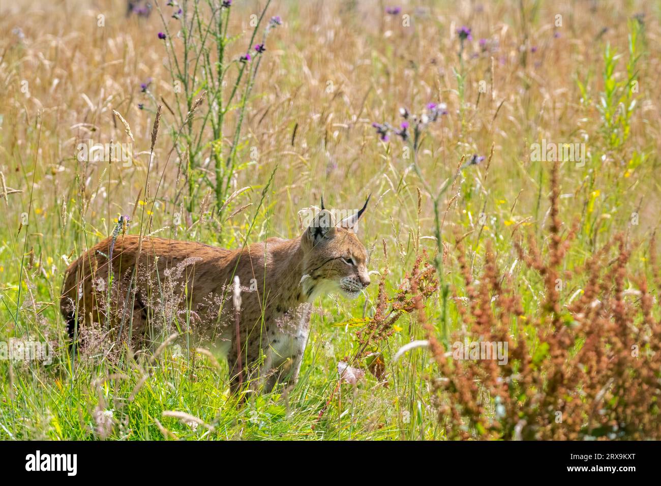 Borealer luchs -Fotos und -Bildmaterial in hoher Auflösung – Alamy