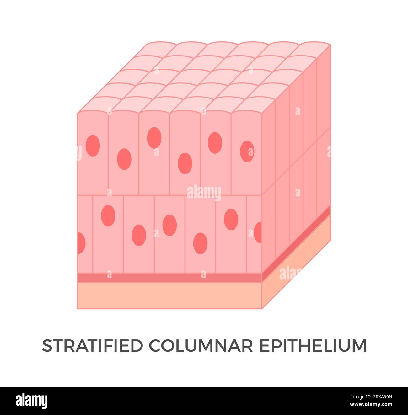 Célula epitelial de transición -Fotos und -Bildmaterial in hoher ...