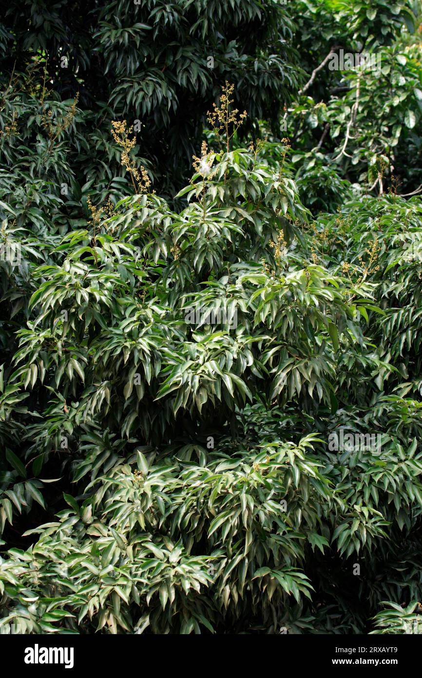 Lychee madagascar litchi chinensis -Fotos und -Bildmaterial in hoher ...