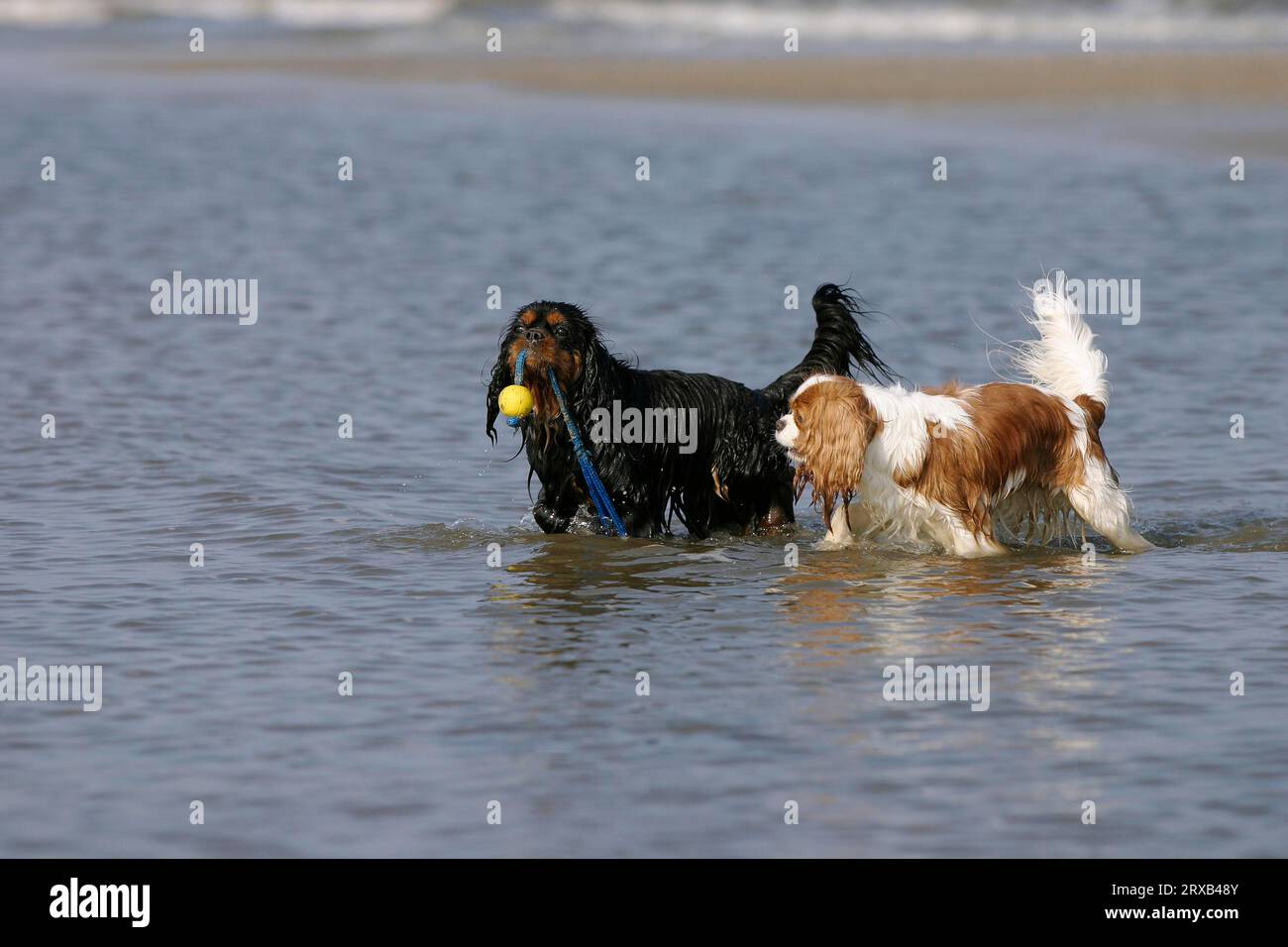 älteres paar mit hund am strand -Fotos und -Bildmaterial in hoher ...