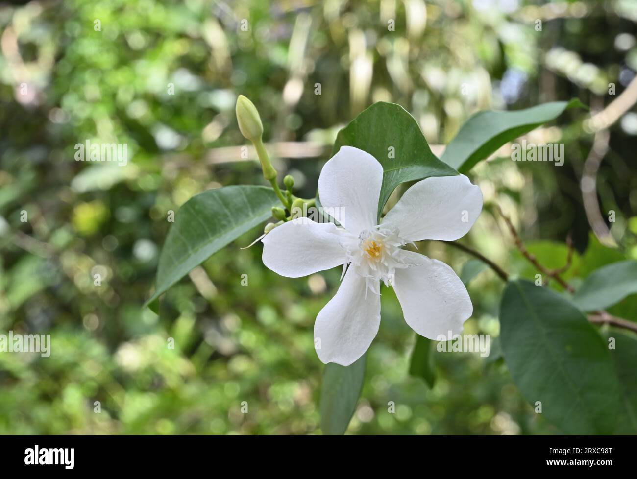 Idda blume -Fotos und -Bildmaterial in hoher Auflösung – Alamy