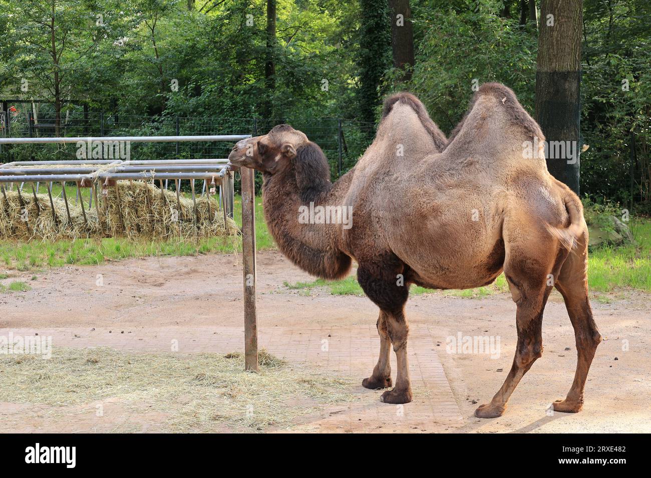 Dortmunder tierpark -Fotos und -Bildmaterial in hoher Auflösung – Alamy