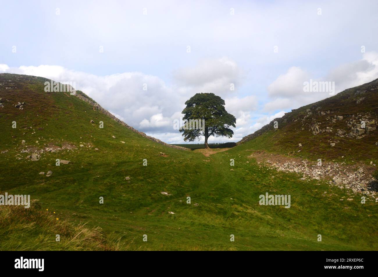 Der Sycamore Gap Tree oder Robin Hood Tree auf dem Hadrian's Wall Path ...
