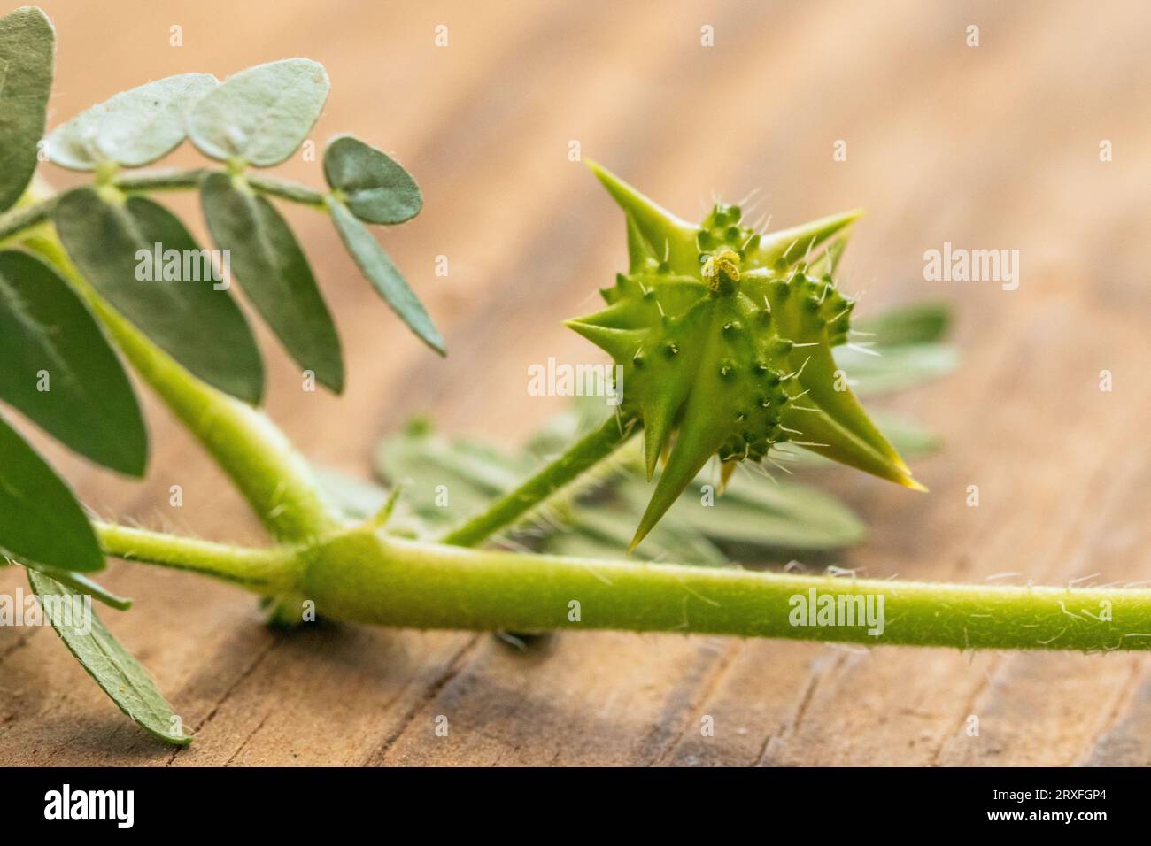 Tribulus terrestris -Fotos und -Bildmaterial in hoher Auflösung – Alamy
