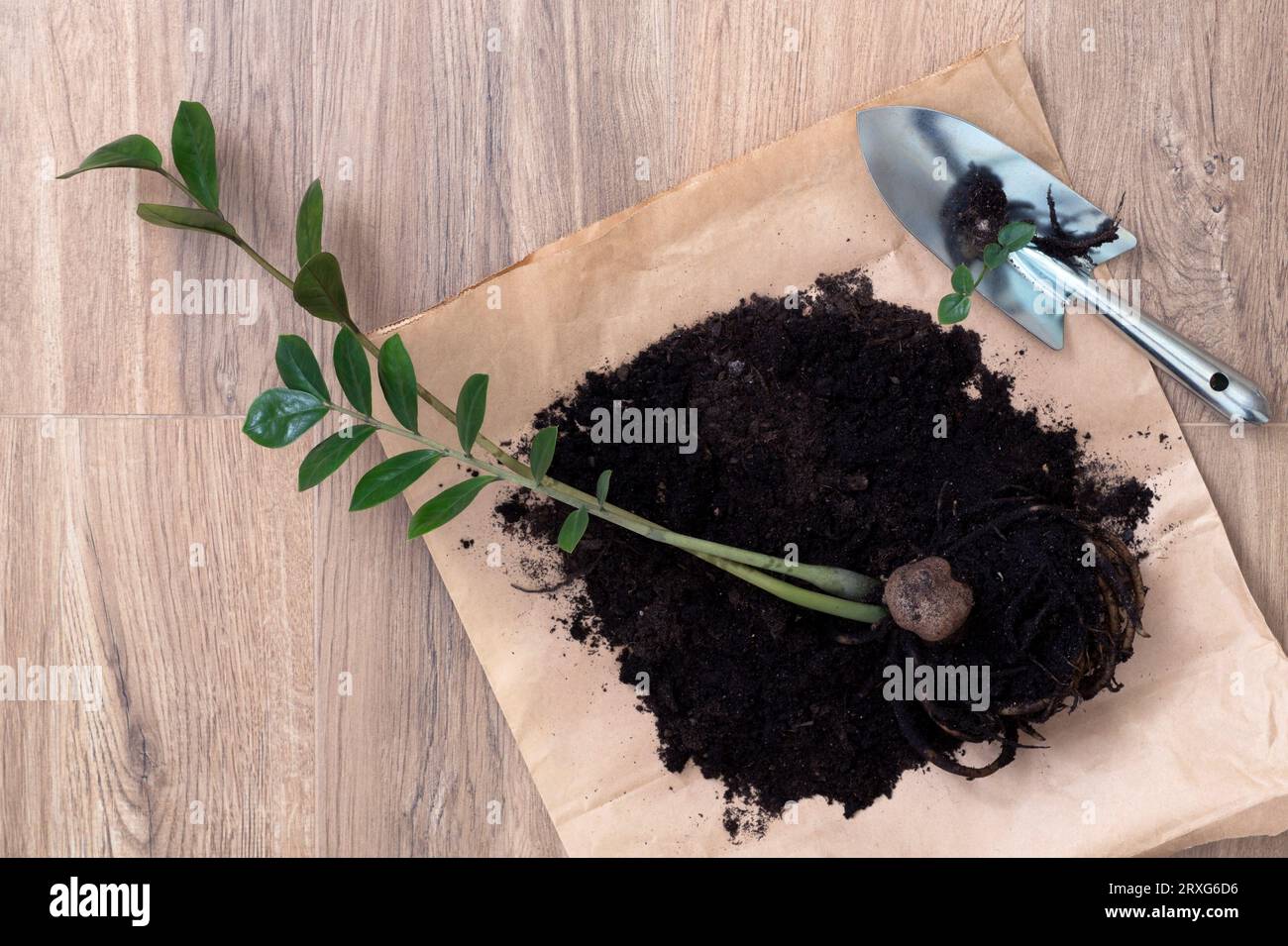 Zanzibar gem root -Fotos und -Bildmaterial in hoher Auflösung – Alamy