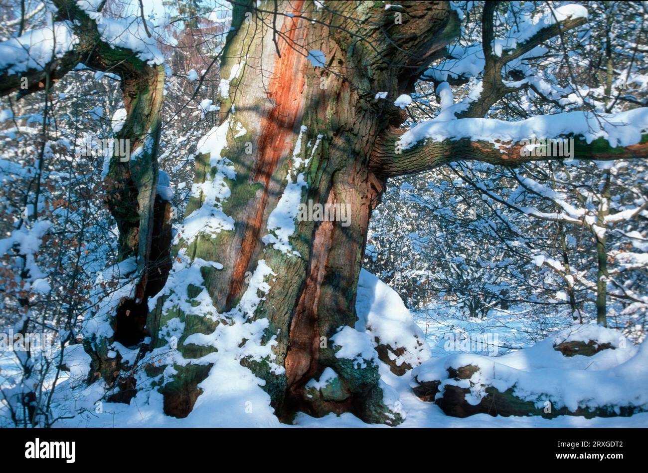 Alte Eiche im Winter, Hessen, Alte Eiche (Quercus) im Winter, Schnee ...