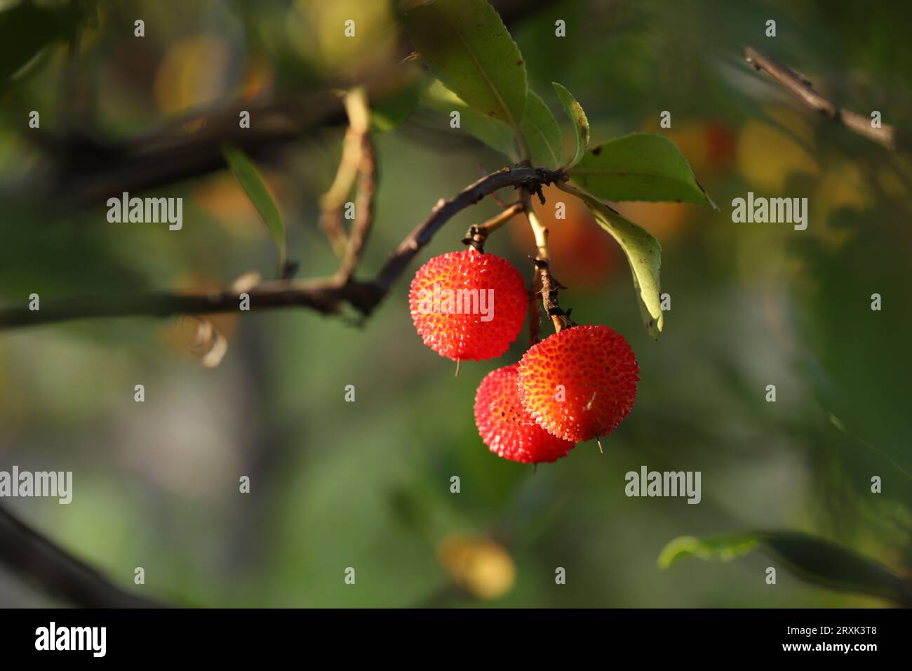 Früchte von Arbutus unedo gelb und rot im Herbst. Der Arbutus ist eine ...