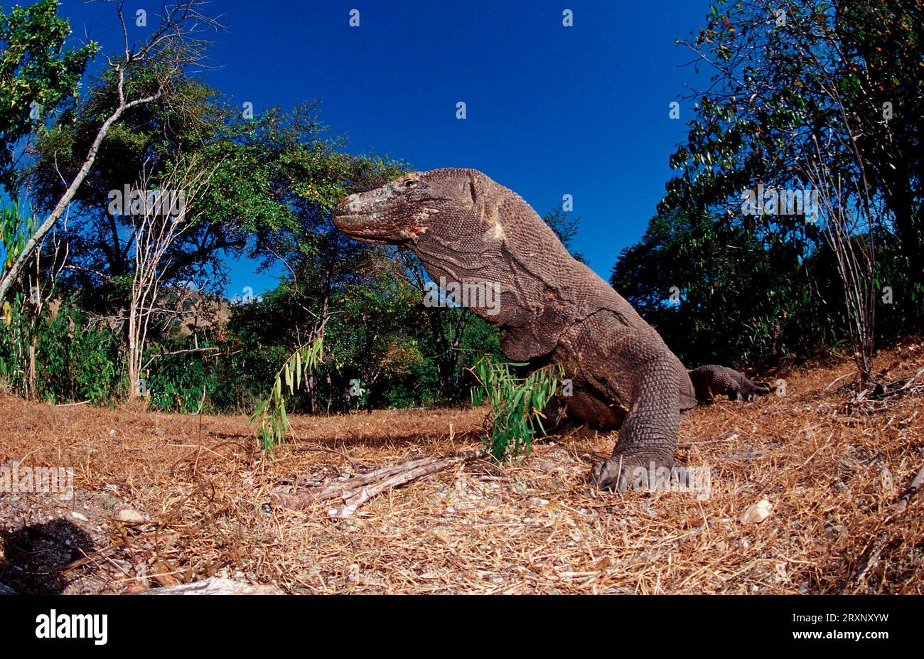 Protezione del drago di komodo -Fotos und -Bildmaterial in hoher ...
