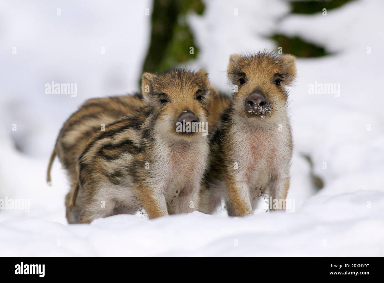 Wildschwein ferkel aussehen -Fotos und -Bildmaterial in hoher Auflösung ...