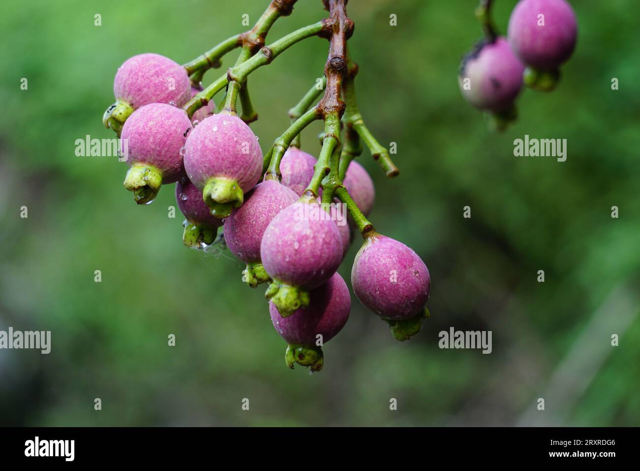 Myrtus densiflora -Fotos und -Bildmaterial in hoher Auflösung – Alamy