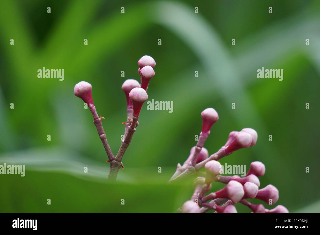 Syzygium densiflorum -Fotos und -Bildmaterial in hoher Auflösung – Alamy
