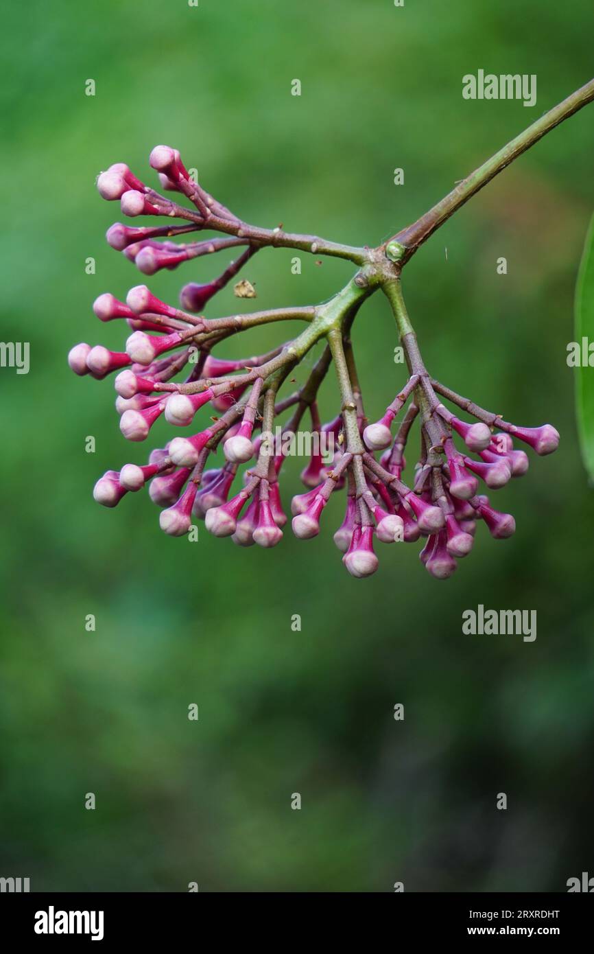 Syzygium densiflorum -Fotos und -Bildmaterial in hoher Auflösung – Alamy