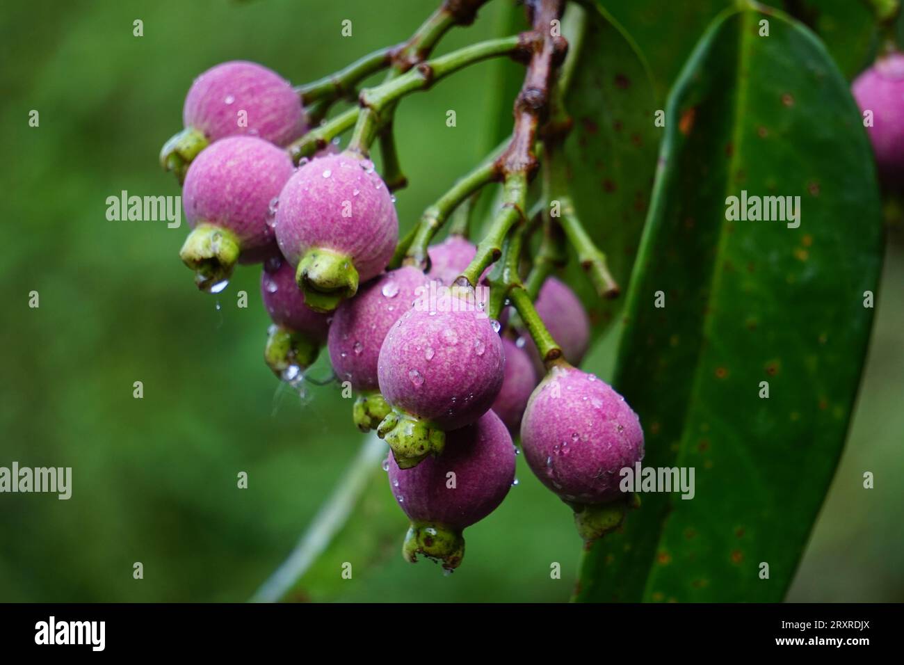 Syzygium densiflorum -Fotos und -Bildmaterial in hoher Auflösung – Alamy