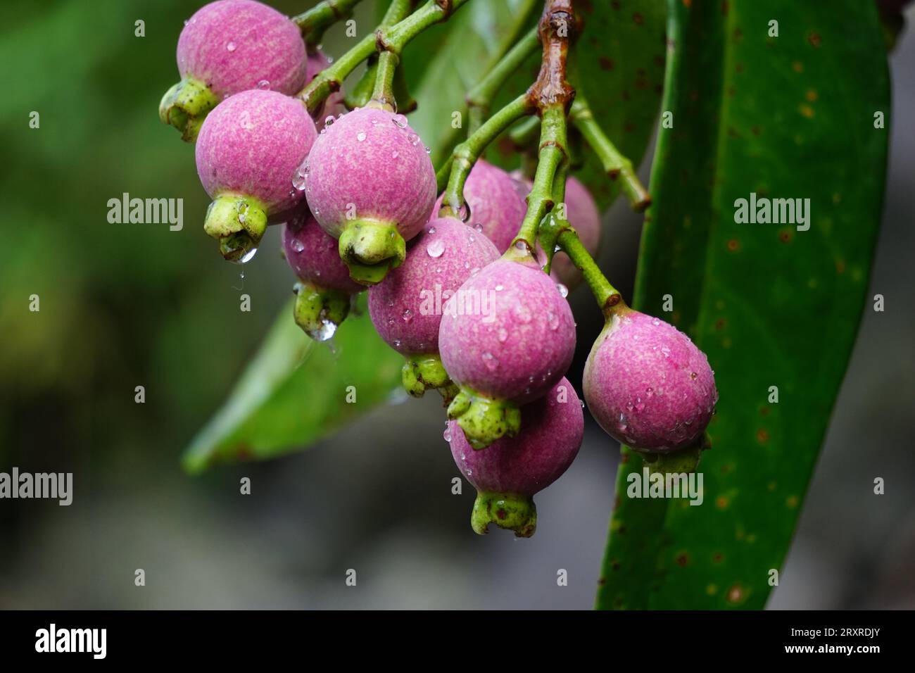 Syzygium densiflorum -Fotos und -Bildmaterial in hoher Auflösung – Alamy