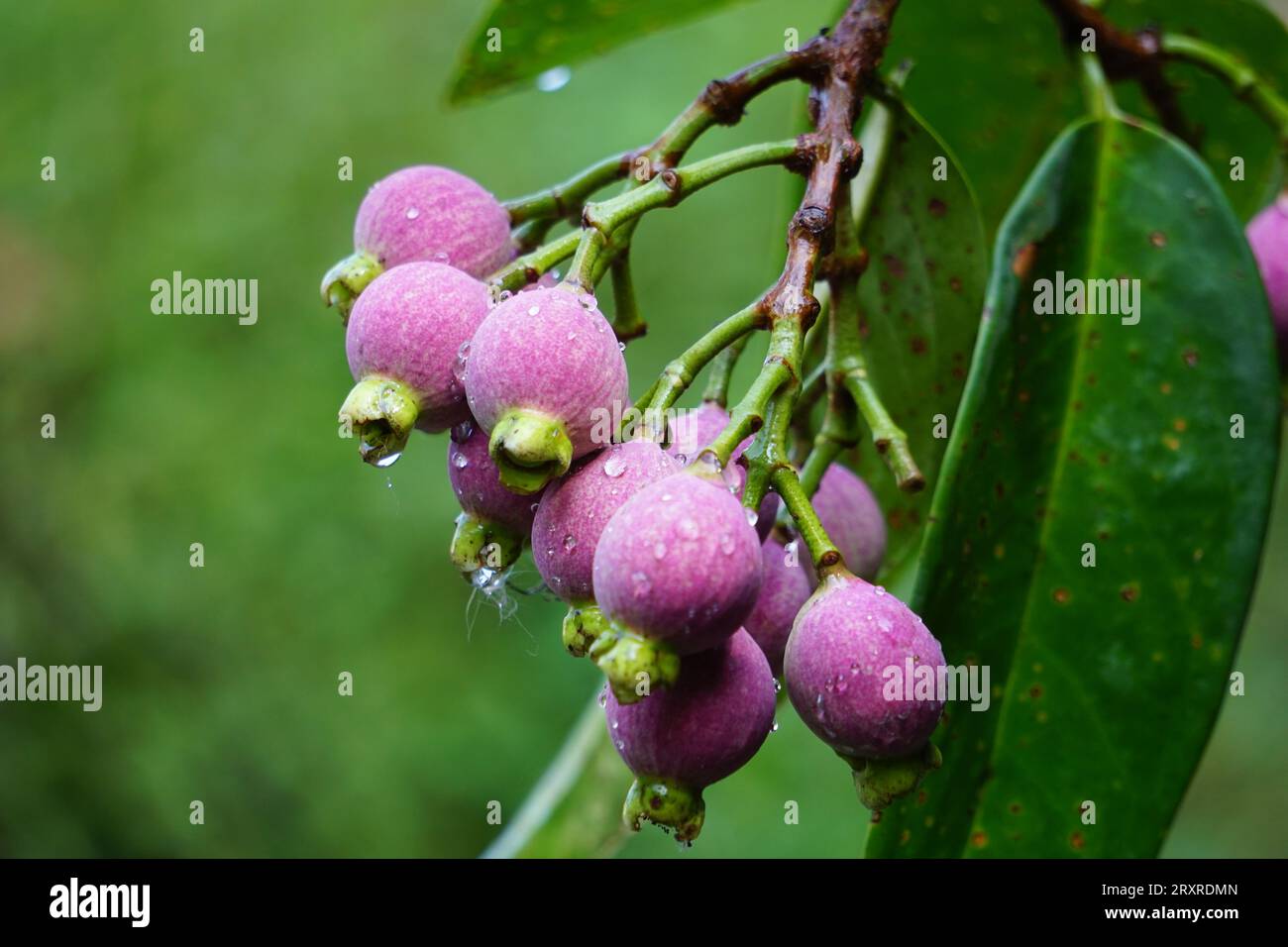 Myrtus densiflora -Fotos und -Bildmaterial in hoher Auflösung – Alamy
