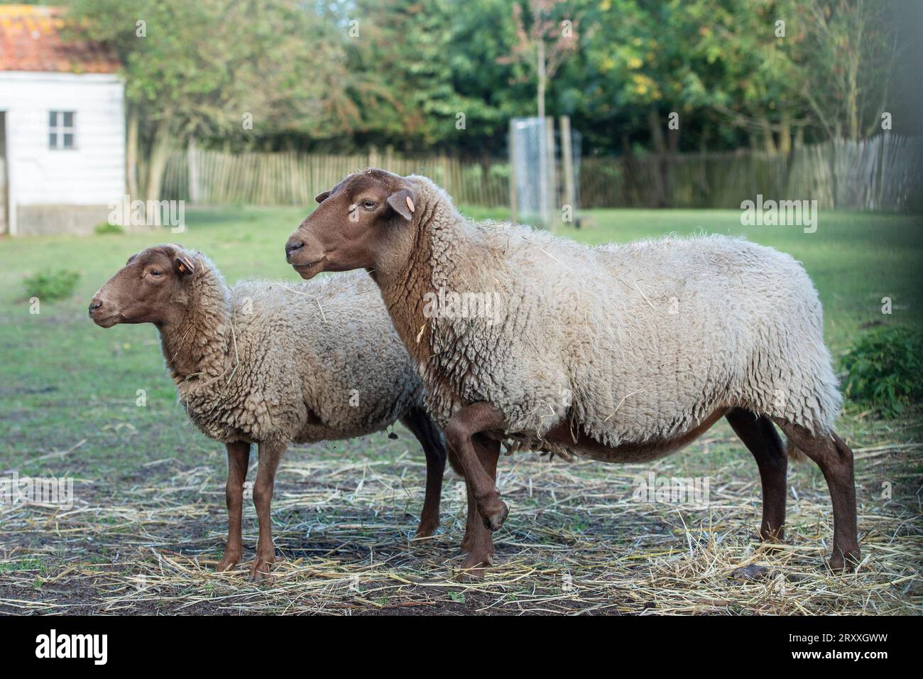 Belgische schafe -Fotos und -Bildmaterial in hoher Auflösung – Alamy