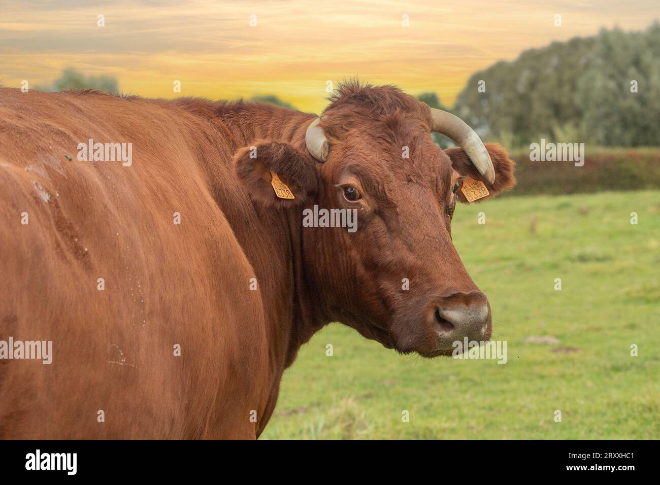 Rotes hohenvieh -Fotos und -Bildmaterial in hoher Auflösung – Alamy