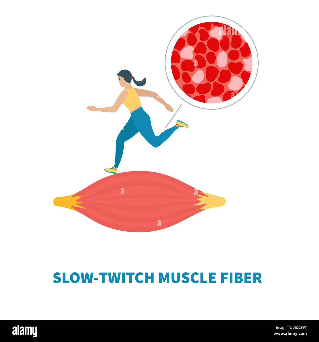 Sprinter anatomie Stock-Vektorgrafiken kaufen - Alamy
