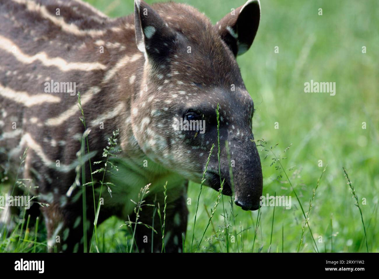Tier tapir -Fotos und -Bildmaterial in hoher Auflösung – Alamy