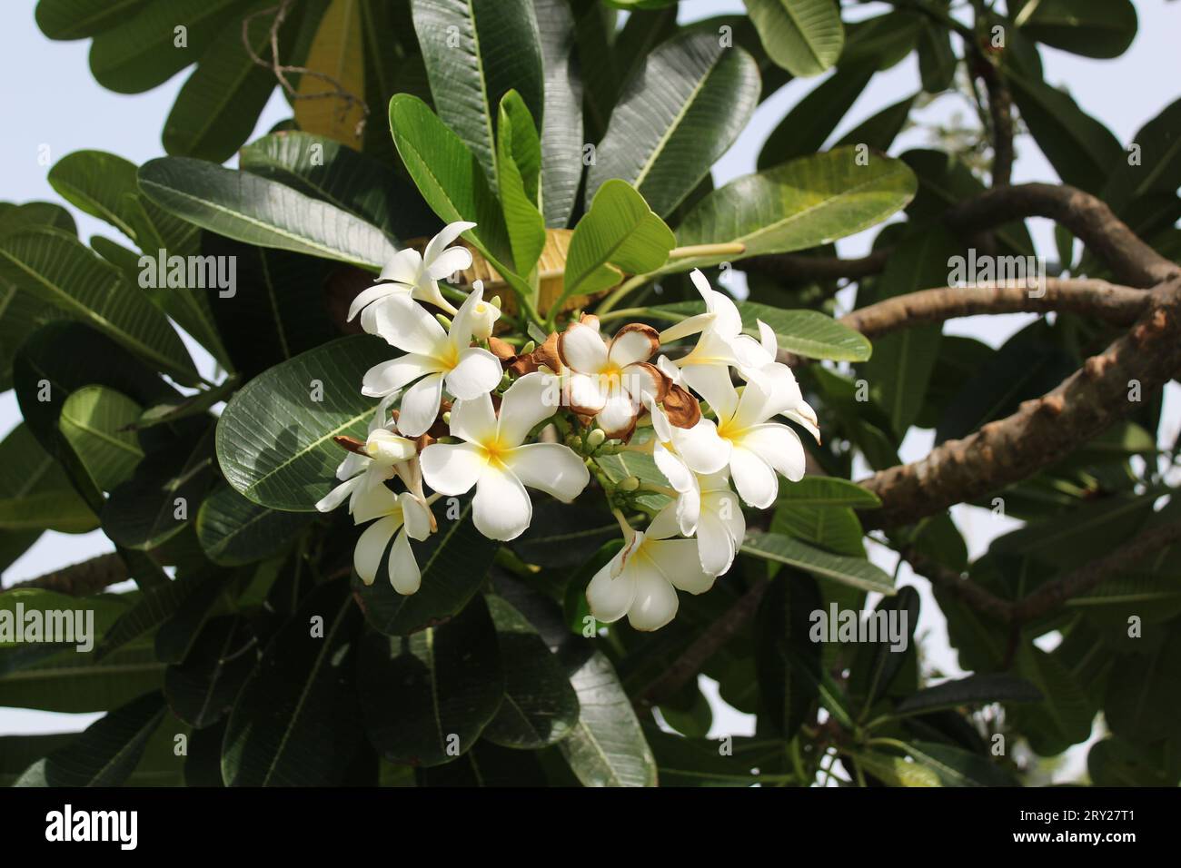 Regenbogenblume des lebens -Fotos und -Bildmaterial in hoher Auflösung ...