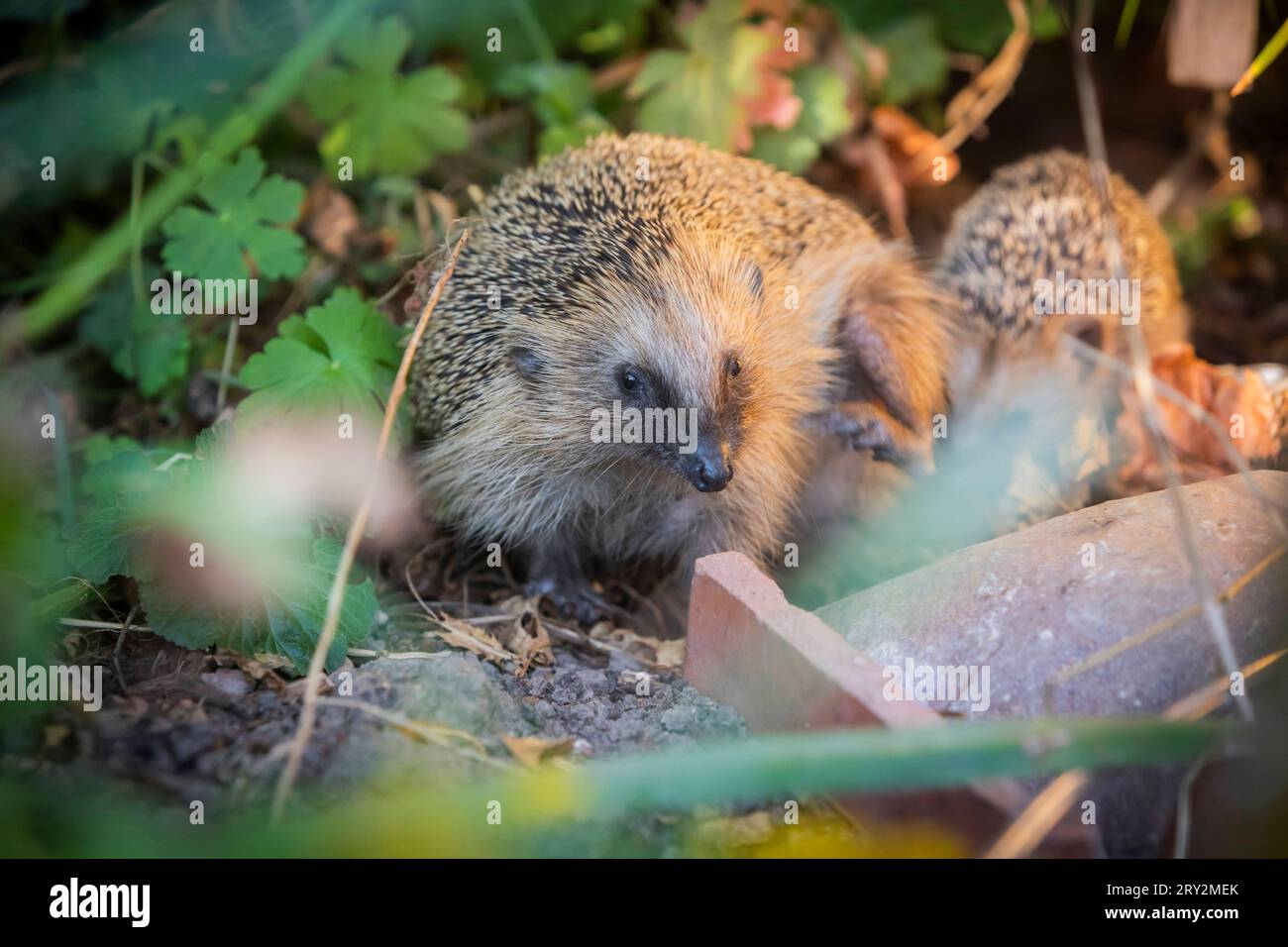 Igel Igelmutter mit Jungtieren im Wohnumfeld von Menschen. Ein naturnaher Garten ist ein guter ...
