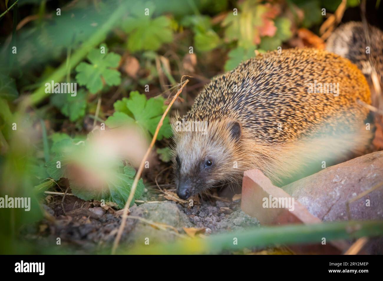 Igel Igelmutter mit Jungtieren im Wohnumfeld von Menschen. Ein ...