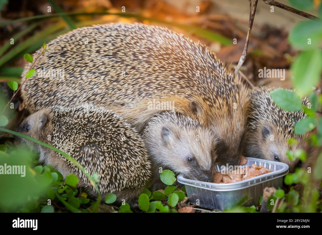 Igel Igelmutter mit Jungtieren im Wohnumfeld von Menschen. Ein naturnaher Garten ist ein guter ...