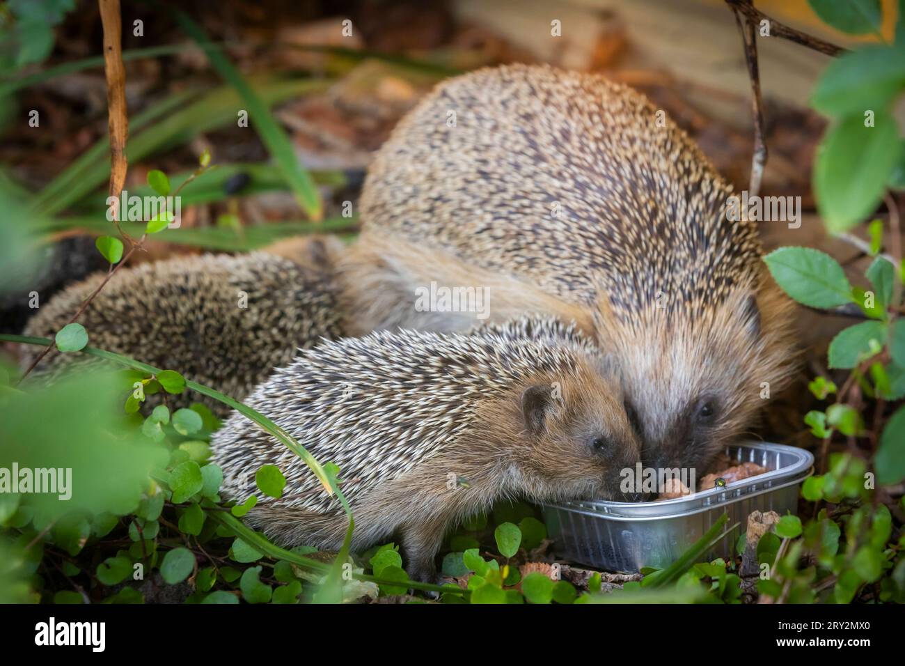 Igel Igelmutter mit Jungtieren im Wohnumfeld von Menschen. Ein ...