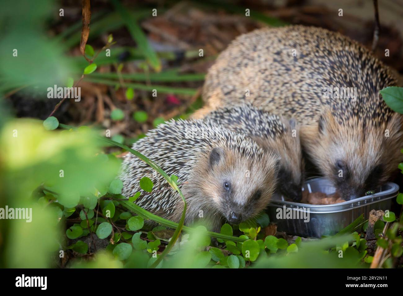 Igel Igelmutter mit Jungtieren im Wohnumfeld von Menschen. Ein naturnaher Garten ist ein guter ...