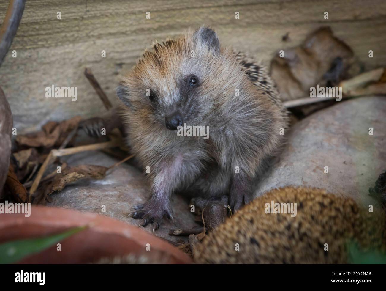 Igel Igelmutter mit Jungtieren im Wohnumfeld von Menschen. Ein ...