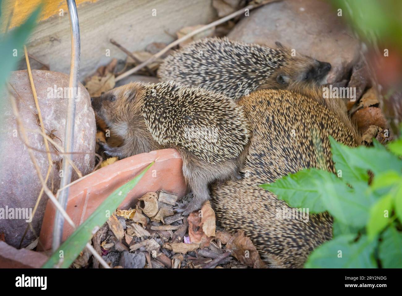 Igel Igelmutter mit Jungtieren im Wohnumfeld von Menschen. Ein ...