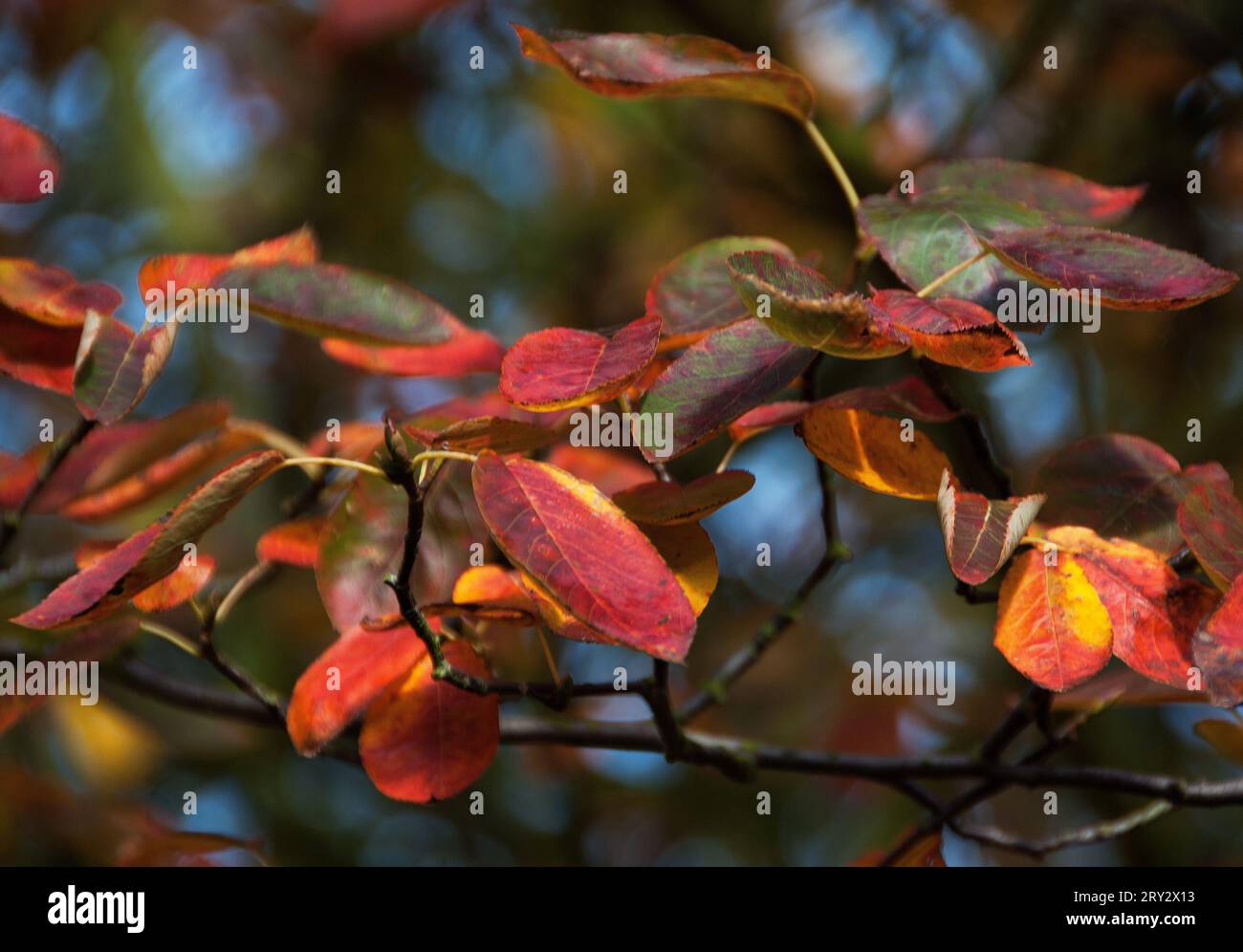 Amelanchier lamarckii autumn -Fotos und -Bildmaterial in hoher ...