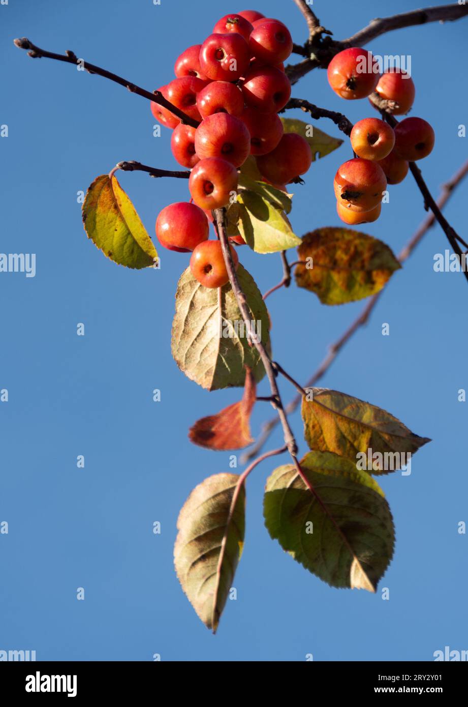 Red sentinel malus -Fotos und -Bildmaterial in hoher Auflösung – Alamy