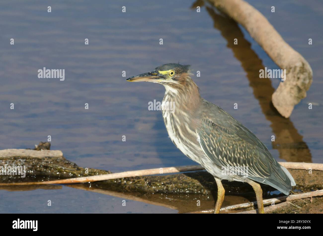 Butorides s virescens -Fotos und -Bildmaterial in hoher Auflösung – Alamy