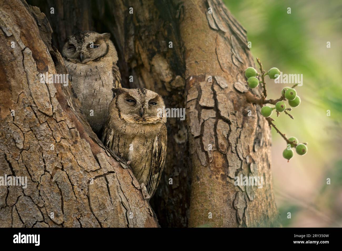 Eulen in indien -Fotos und -Bildmaterial in hoher Auflösung – Alamy