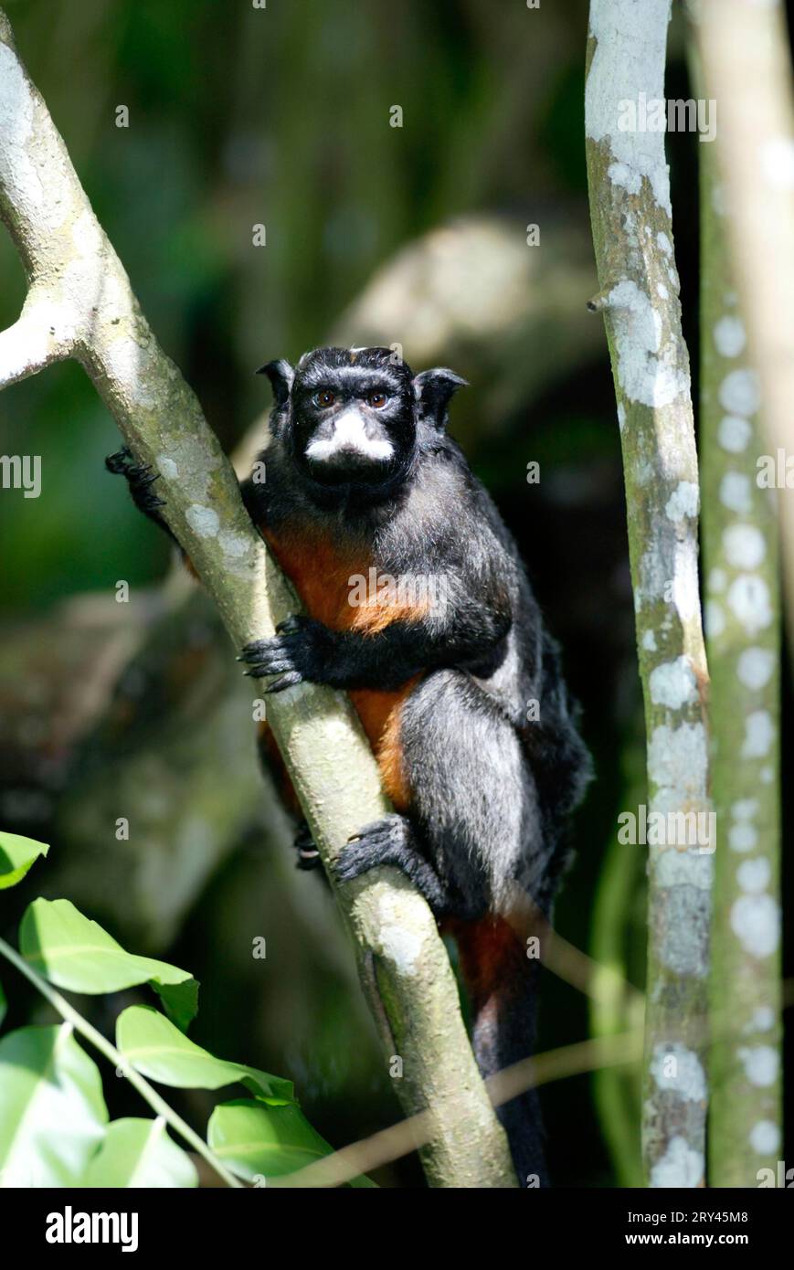 Saguinus labiatus -Fotos und -Bildmaterial in hoher Auflösung – Alamy