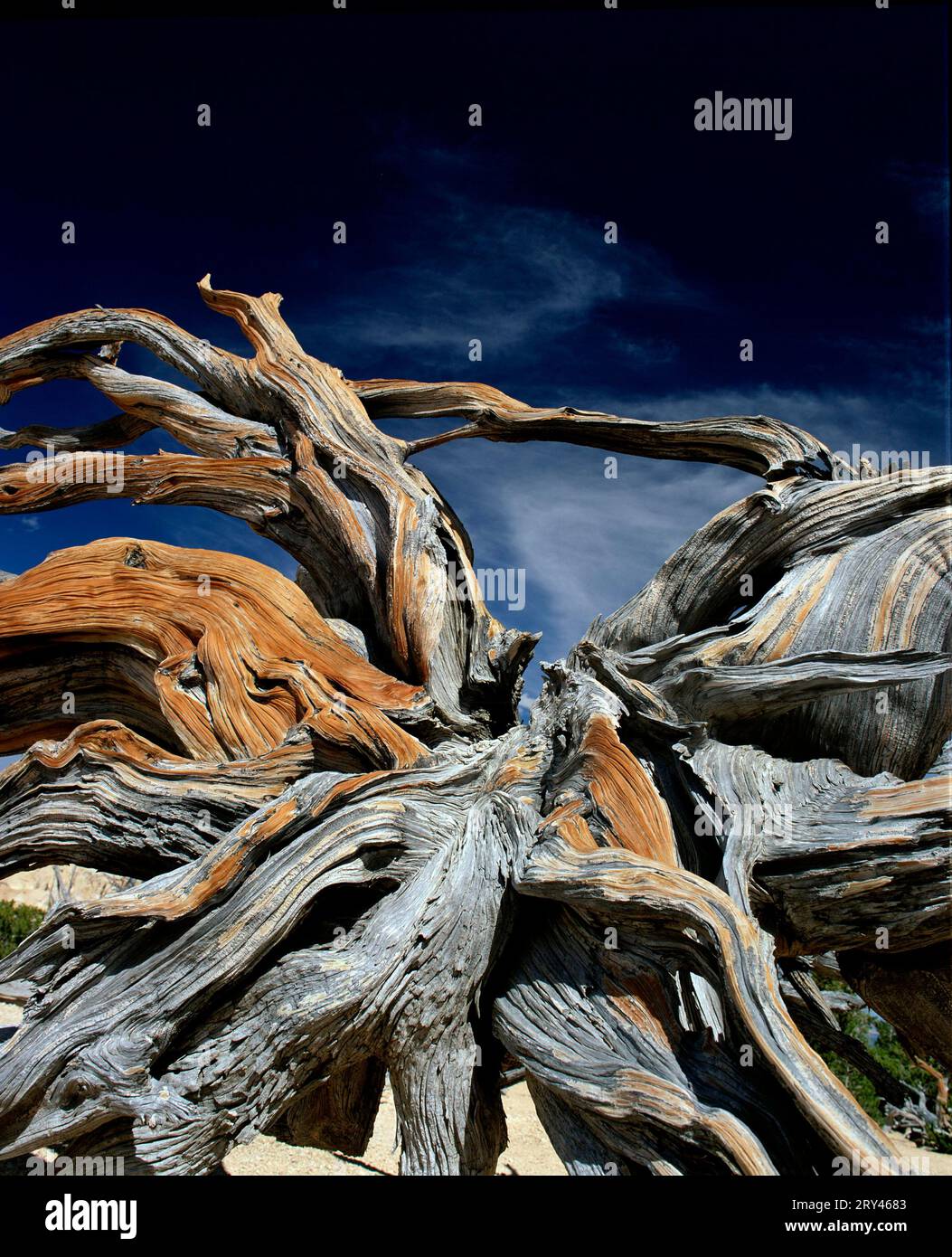 Rood becken -Fotos und -Bildmaterial in hoher Auflösung – Alamy