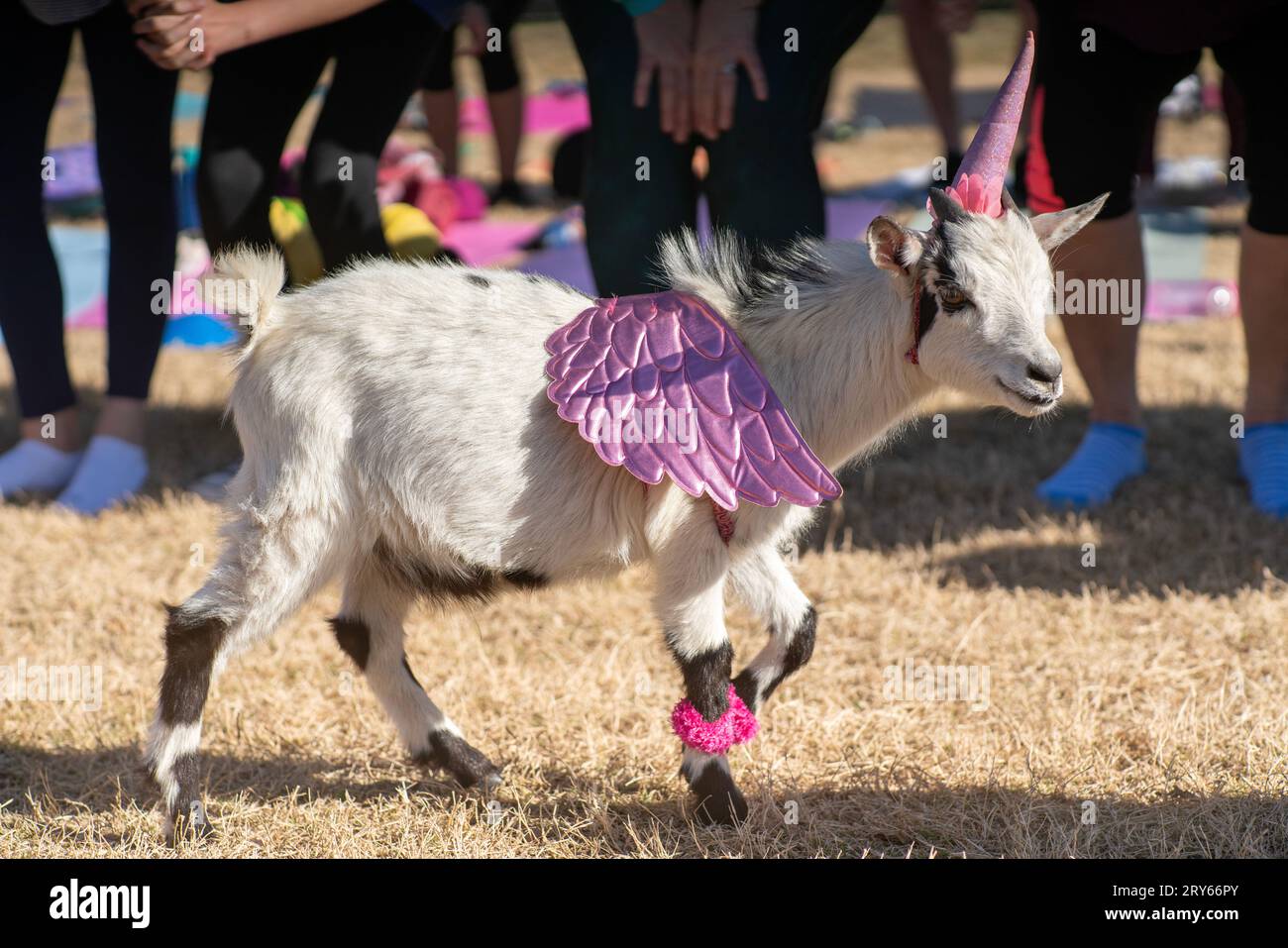 Einhorn mit flügeln -Fotos und -Bildmaterial in hoher Auflösung – Alamy