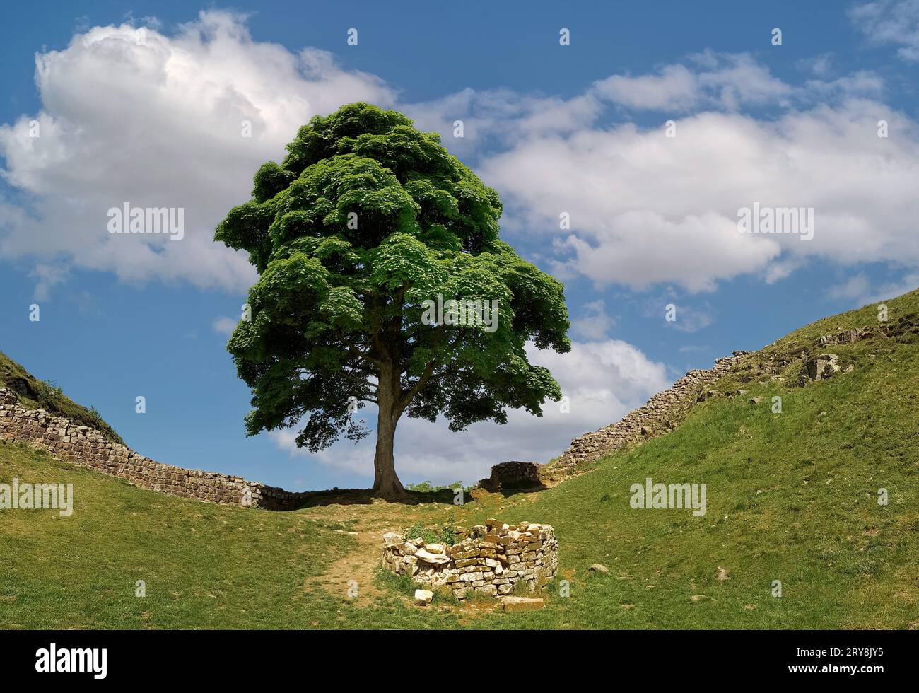 Sycamore tree -Fotos und -Bildmaterial in hoher Auflösung – Alamy