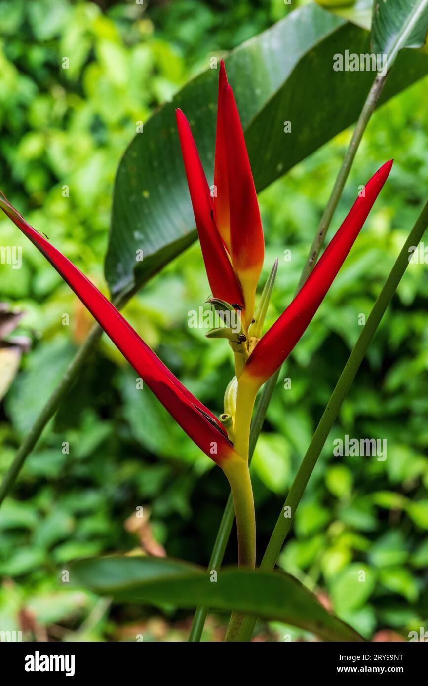 Rote heliconia im tropischen regenwald -Fotos und -Bildmaterial in ...