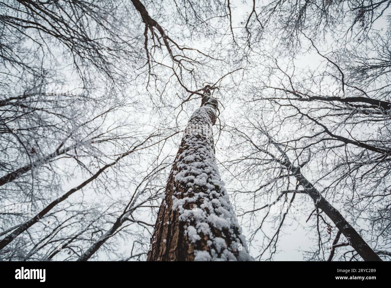 Schneebedeckte und gefrorene Baumkrone (Zweige) im Winter ...