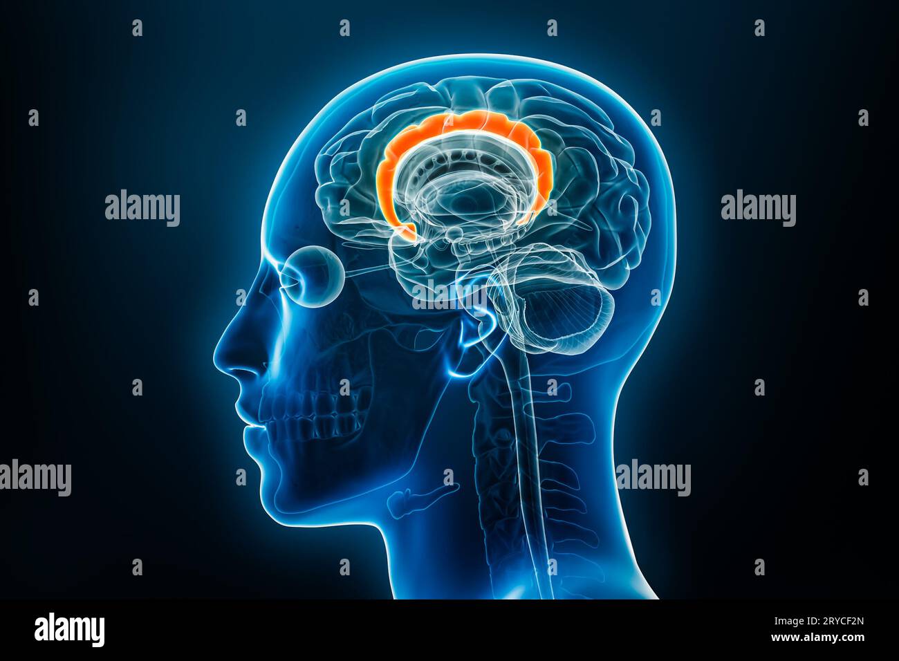 Röntgenlaterale oder Profilansicht des zingulären Gyrus oder Cortex 3D ...