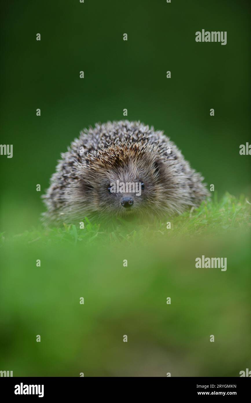 Einheimische igel -Fotos und -Bildmaterial in hoher Auflösung – Alamy