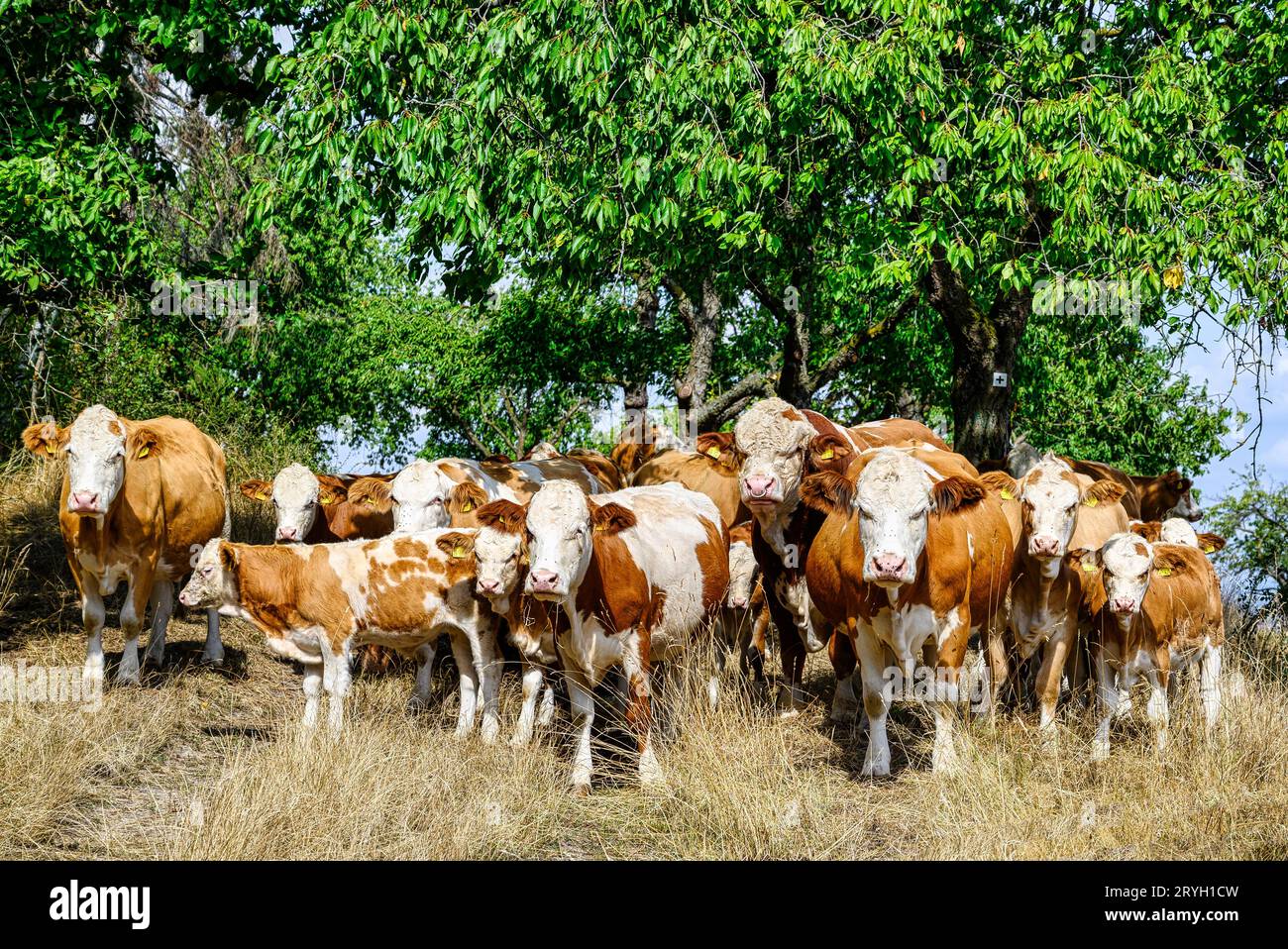 Rinder bioprodukt -Fotos und -Bildmaterial in hoher Auflösung – Alamy
