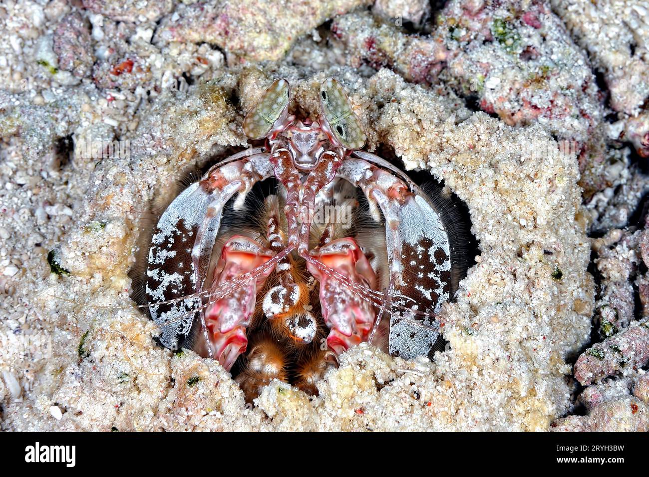 Bunte mantisgarnele -Fotos und -Bildmaterial in hoher Auflösung – Alamy