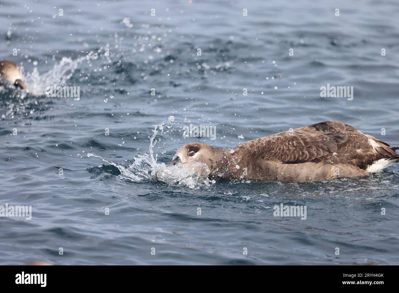 Der Schwarzfuß-Albatros (Diomedea oder Phoebastria nigripes) ist ein ...