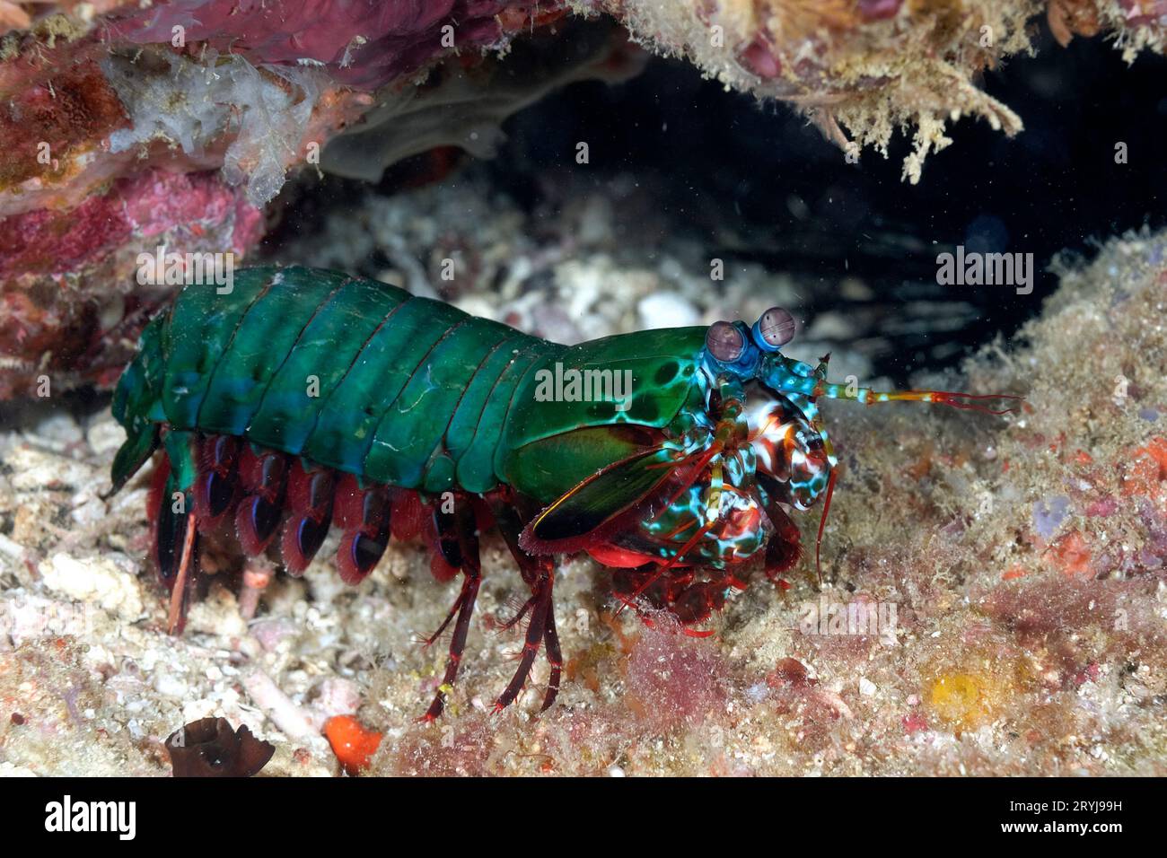 Bunte mantisgarnele -Fotos und -Bildmaterial in hoher Auflösung – Alamy