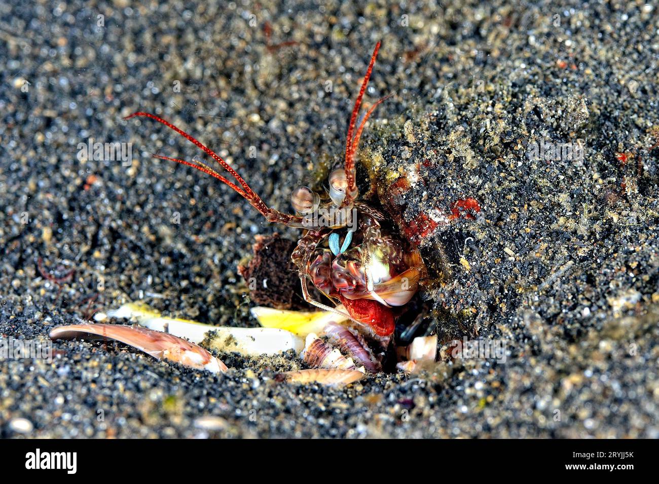 Bunte mantisgarnele -Fotos und -Bildmaterial in hoher Auflösung – Alamy