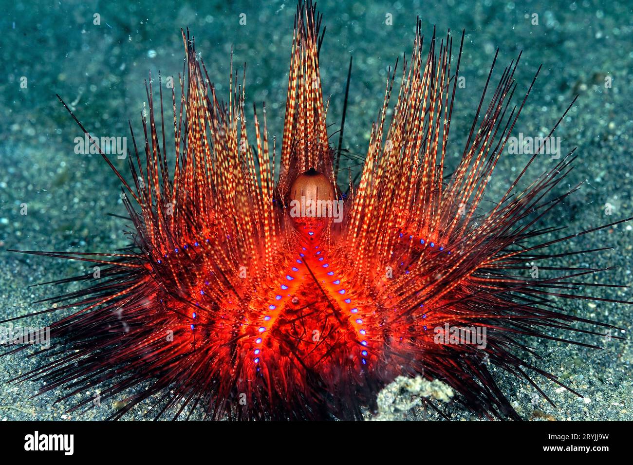 Radiant sea urchin -Fotos und -Bildmaterial in hoher Auflösung – Alamy
